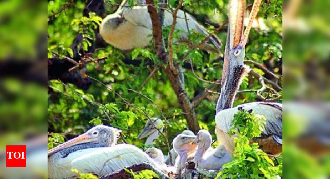Alien tree species pose a threat to Eastern Ghats - Times of India