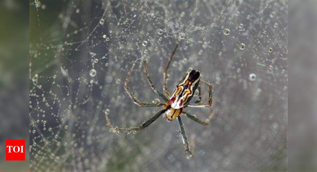 Thirty-three new spider species discovered - Times of India