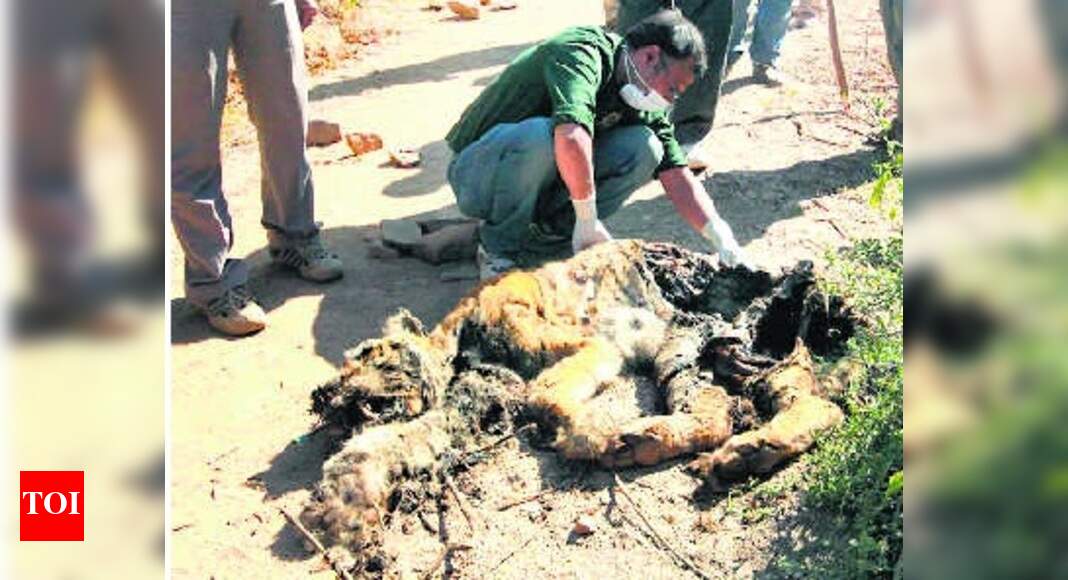 Tiger found dead in Ranthambore tiger reserve - Times of India