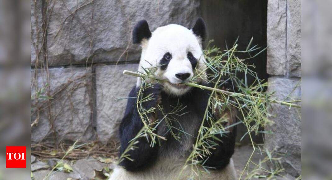 Panda's blood may help combat superbugs: Scientists - Times of India