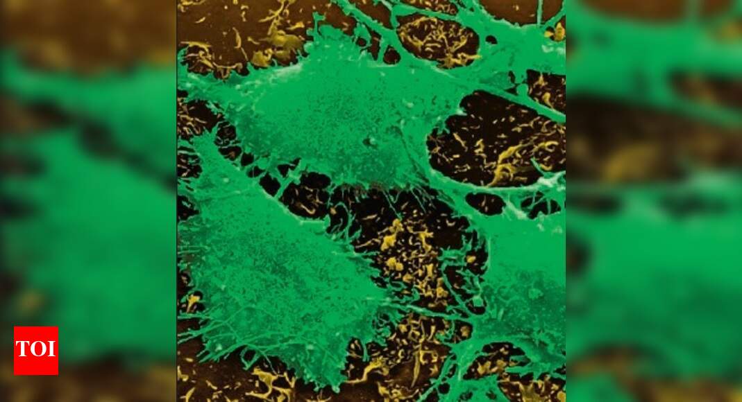 Japan offers hope of treating cancer - The Times of India