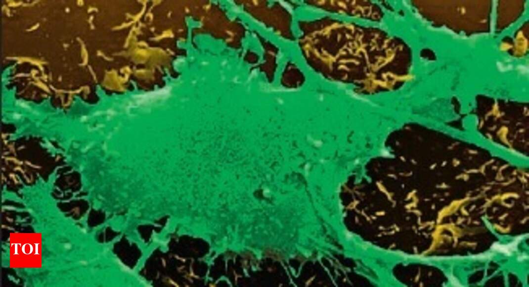 Japan offers hope of treating cancer - Times of India