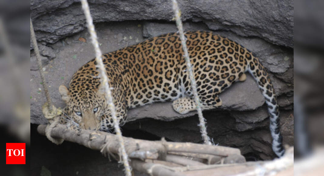 Tiger, leopard may be killed if posing danger to humans: NTCA - Times ...