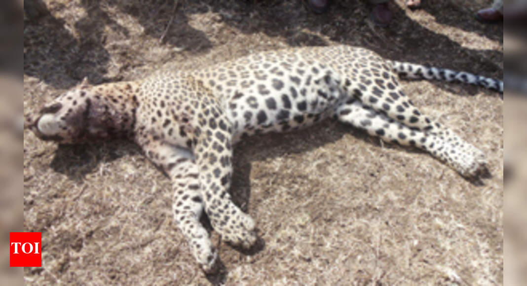 Leopard Found Dead: Leopard found dead in Haldwani - Times of India
