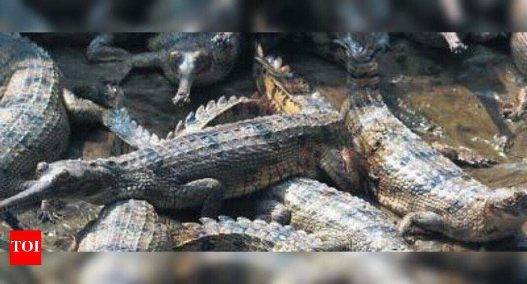 Alligator deaths triggers alert - Times of India