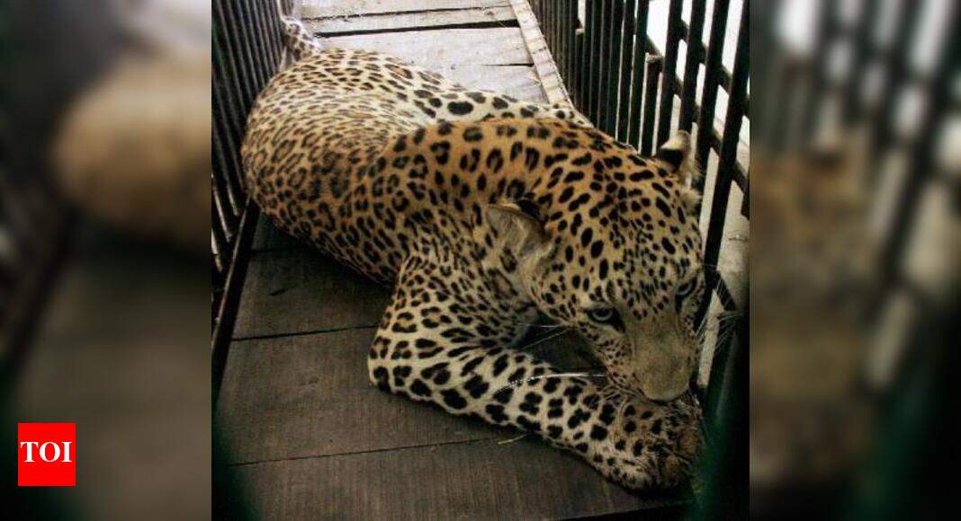 Two more leopards arrive at Rajkot zoo - Times of India