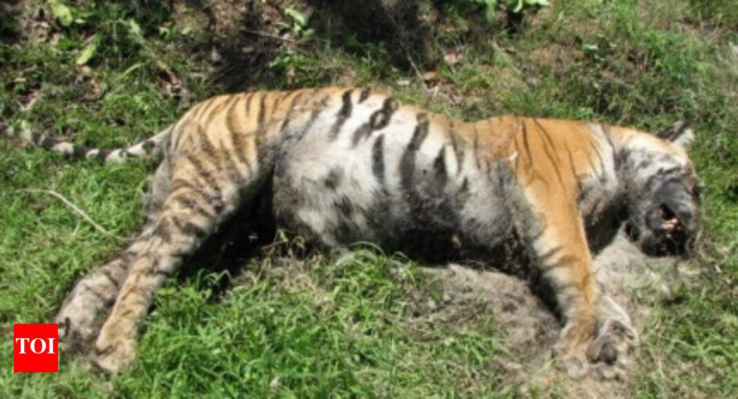Recovery Of Tiger Carcass In Corbett: Mutilated bodies of a tiger and ...