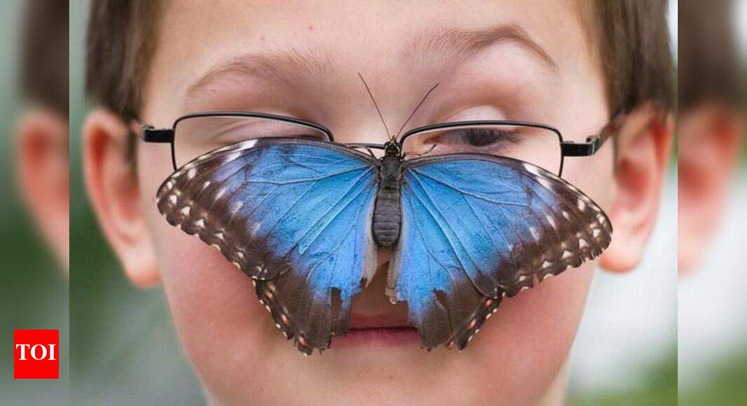 British butterflies in dire straits - Times of India