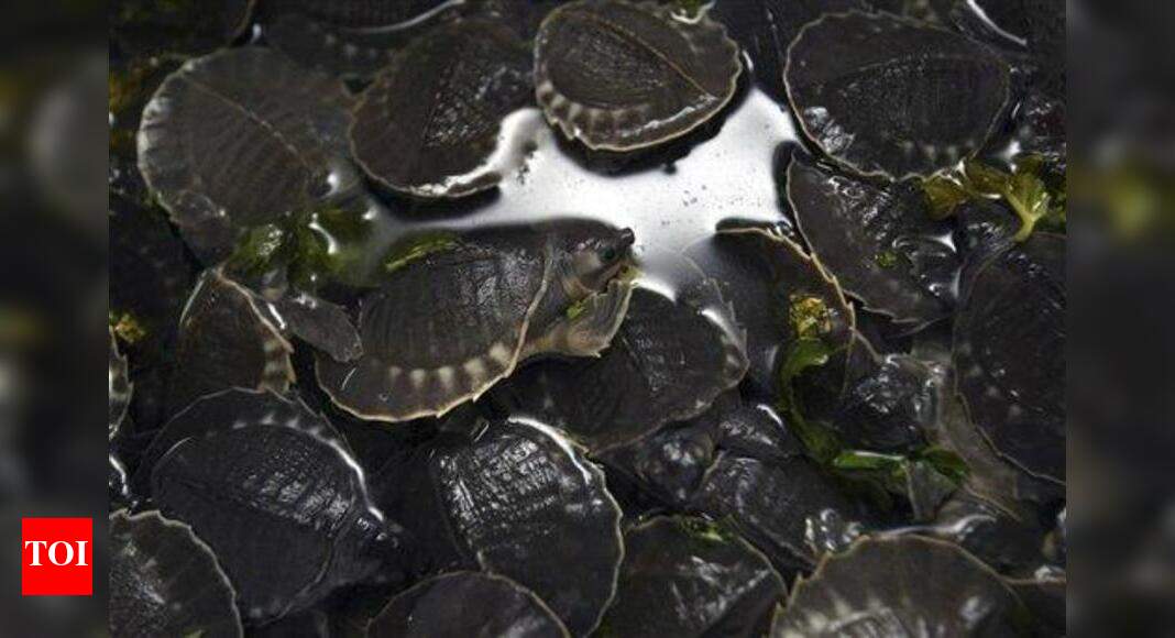 Extinct turtle species of Seychelles never existed - Times of India