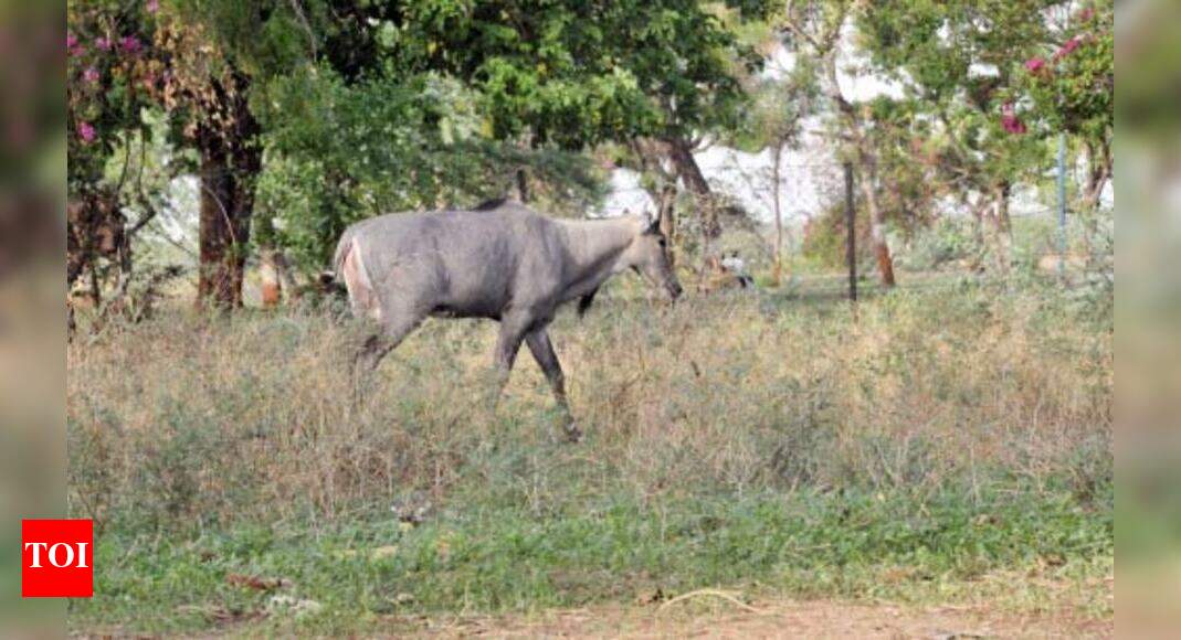 Unruly nilgais on dangerous bull run - Times of India