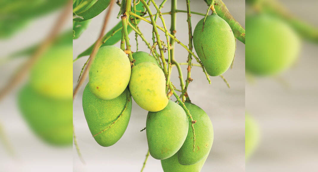 Neelam: Known as one of the varieties of mango that hits the market in ...