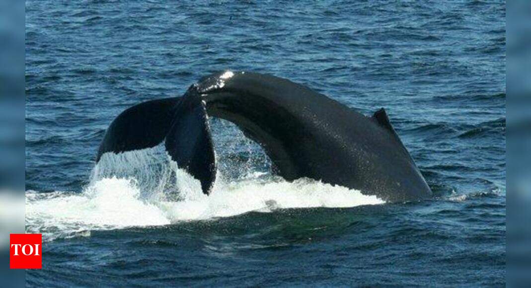 Whales display human-like ability to learn from each other - Times of India
