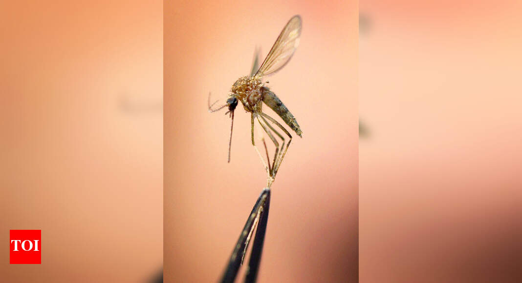 Drug-resistant malaria parasite discovered - Times of India