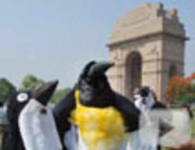 For the cause of penguins - Times of India