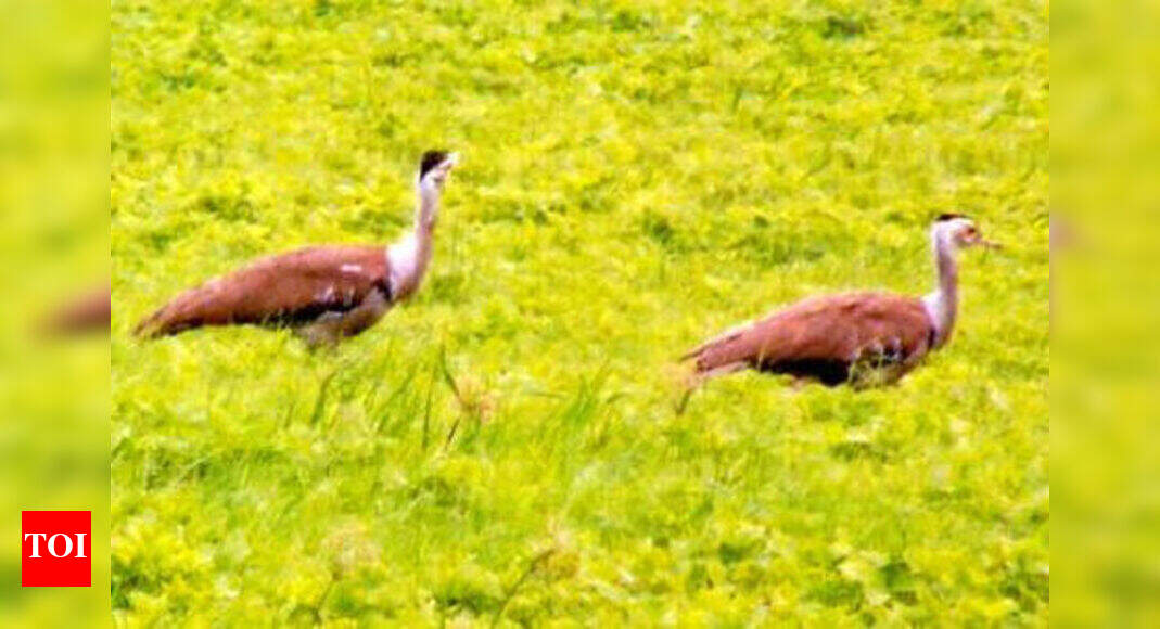 Government urged to implement 'Project Bustard' to save grassland bird ...