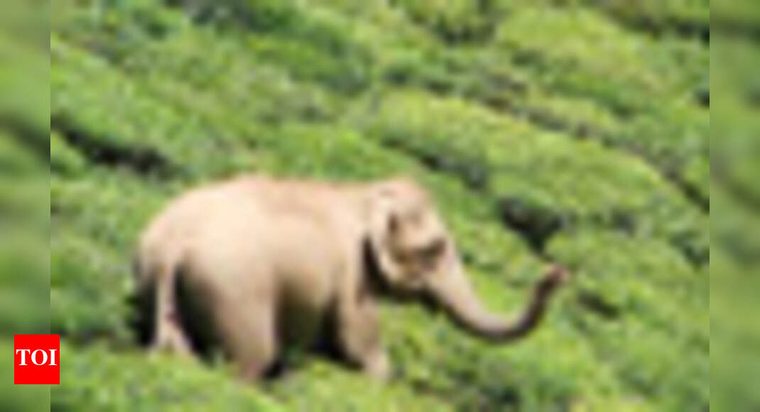 Indian dolphin, elephant among top 100 mammals facing extinction ...