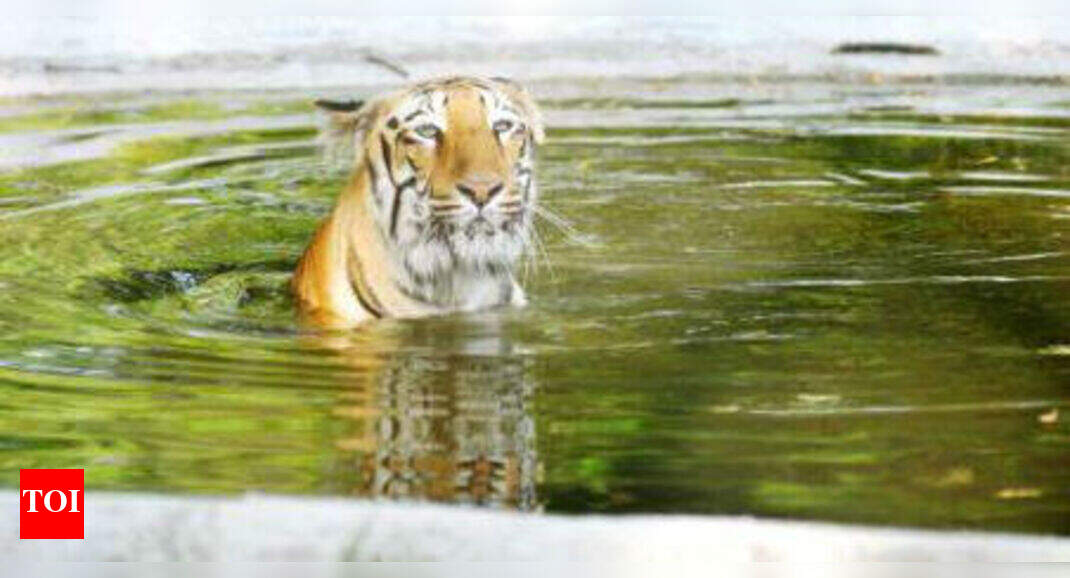 Forest officials seize tiger pelt, big cat suspected to be poached ...