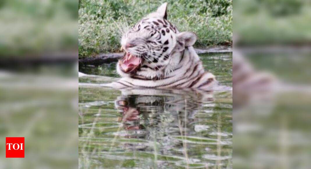 White tigers dying young at Nehru zoo - Times of India