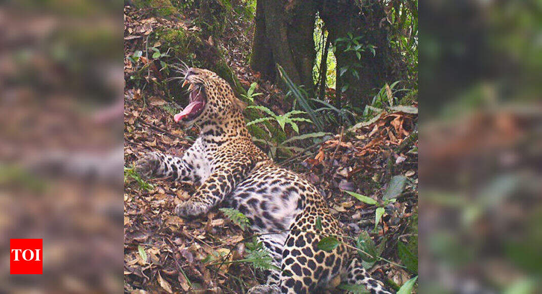 Injured leopard rescued from village | Nagpur News - Times of India
