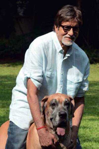 Amitabh Bachchan's pet dog Shanouk dies | Telugu Movie News - Times of ...