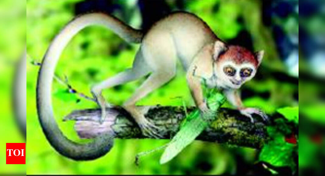 Rats: Our ancestors were smaller than rats? - Times of India