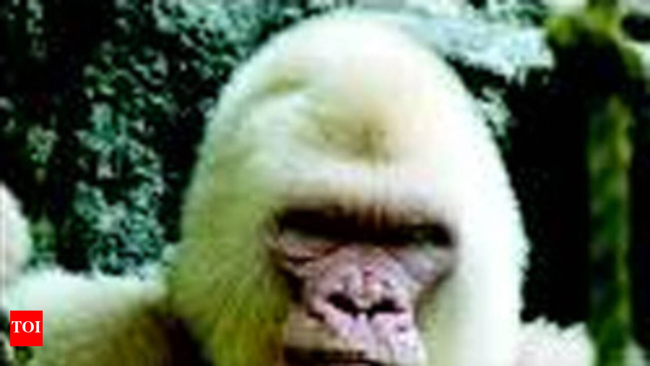 Gorilla Albino