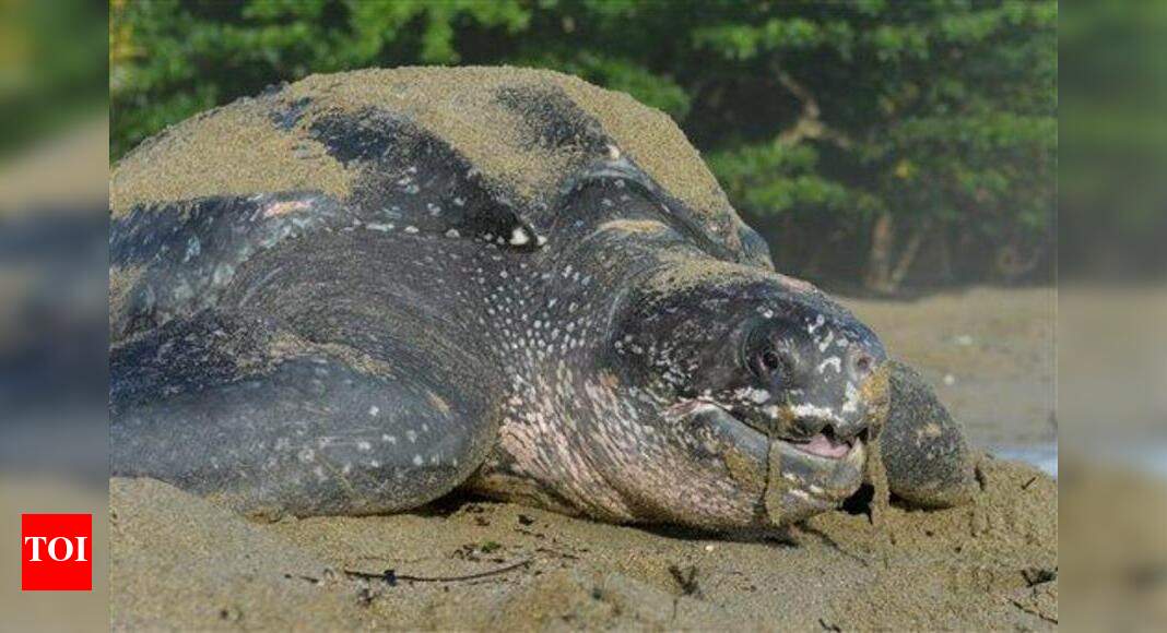 Rare N nigricans turtle species facing extinction - Times of India