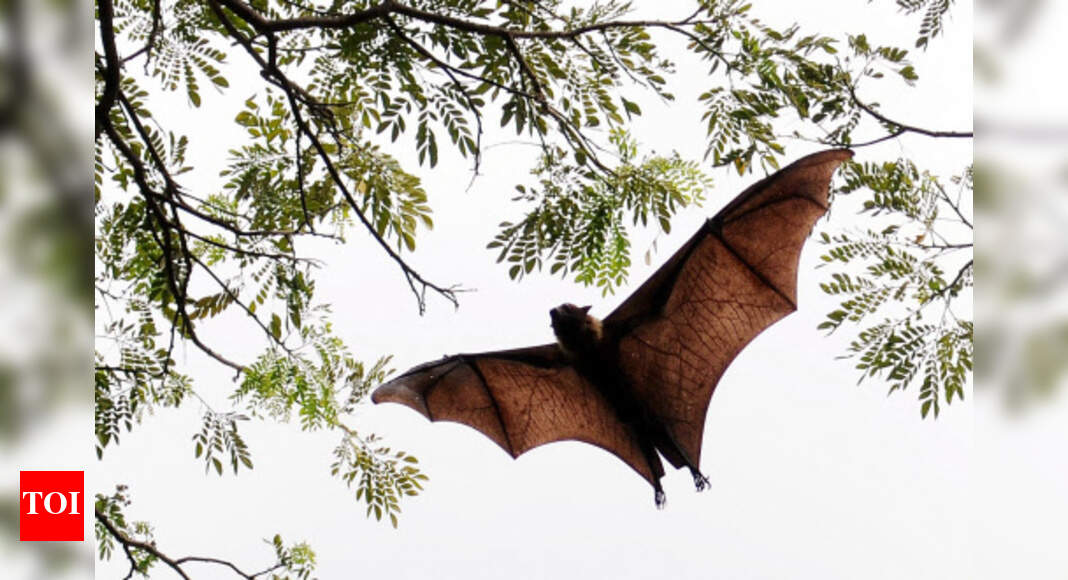 Kendrapara: Odisha village turns into safe habitat for endangered bats ...