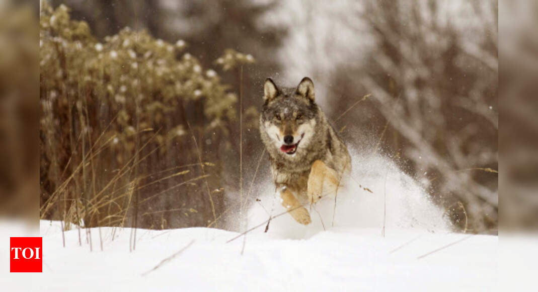 Wolves' Howl: Scientists develop new technique to identify wolves by ...