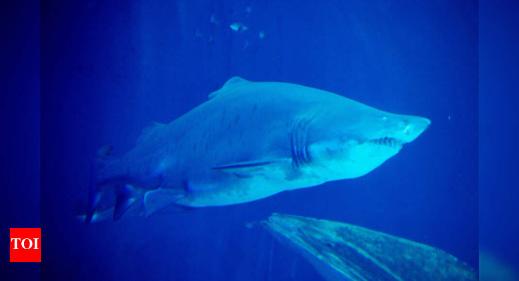Animal welfare board of India bats for shark finning ban - Times of India