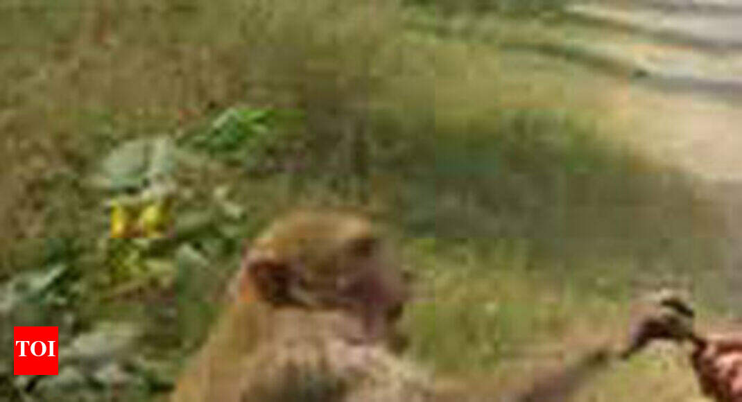 forcing liquor down monkey's throat: Man killed for opposing forcing of ...