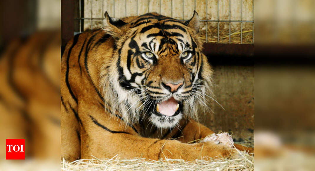 NGO's mega initiative to save tigers - Times of India