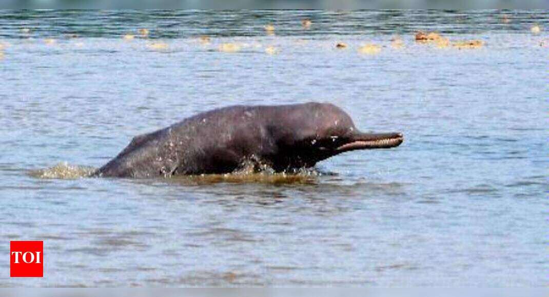 For the first time, a dozen dolphins spotted in Beas - Times of India