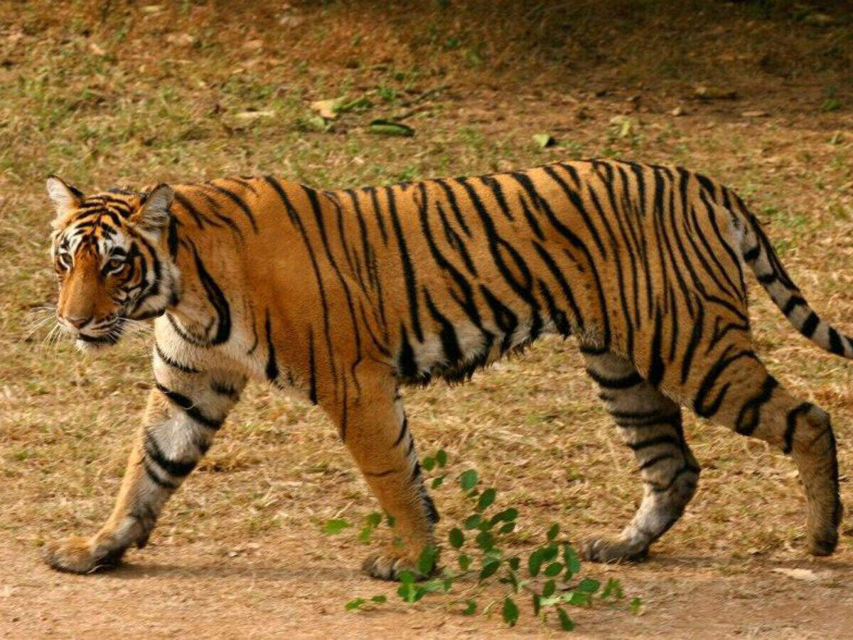 Ranthambore National Park | National Park in Rajasthan - HappyTrips ...