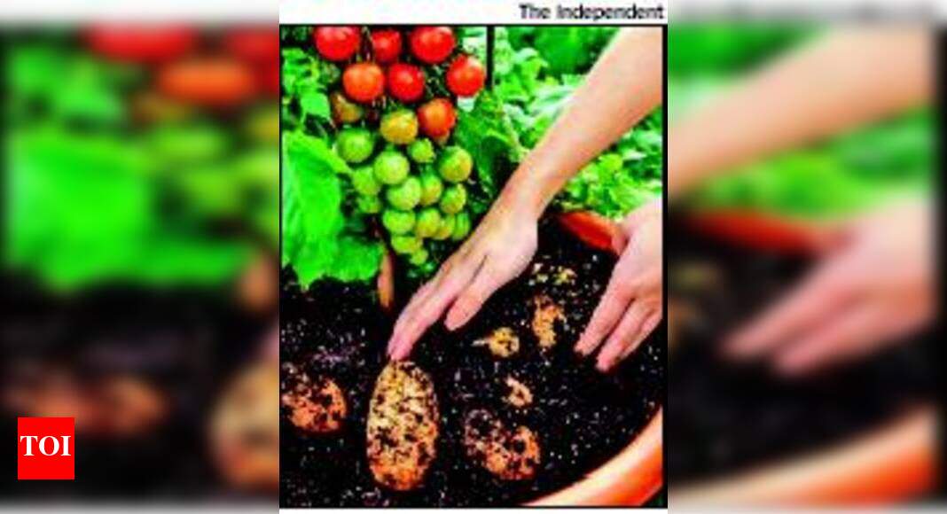 TomTato: A plant that grows both potatoes, tomatoes - Times of India