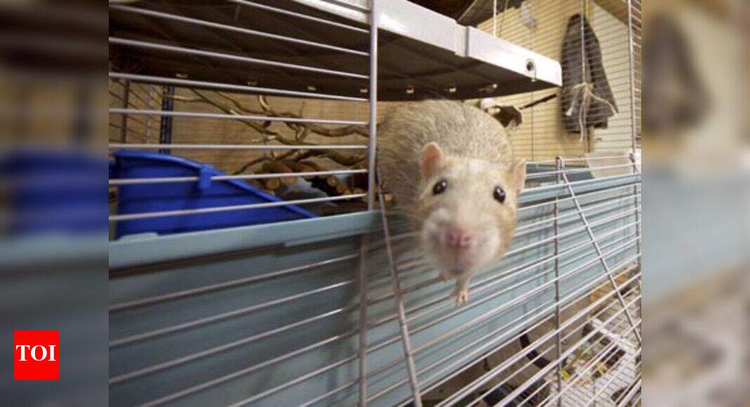 Science fair to ban experiments on animals from 2014 - Times of India