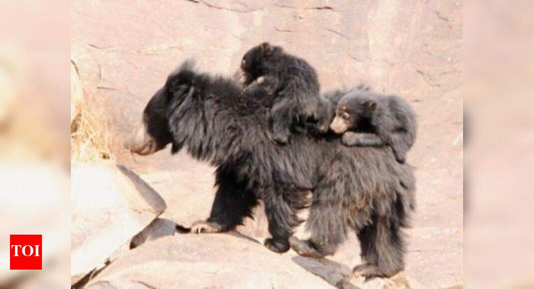 NH-13: NH-13 a death trap for bears - Times of India