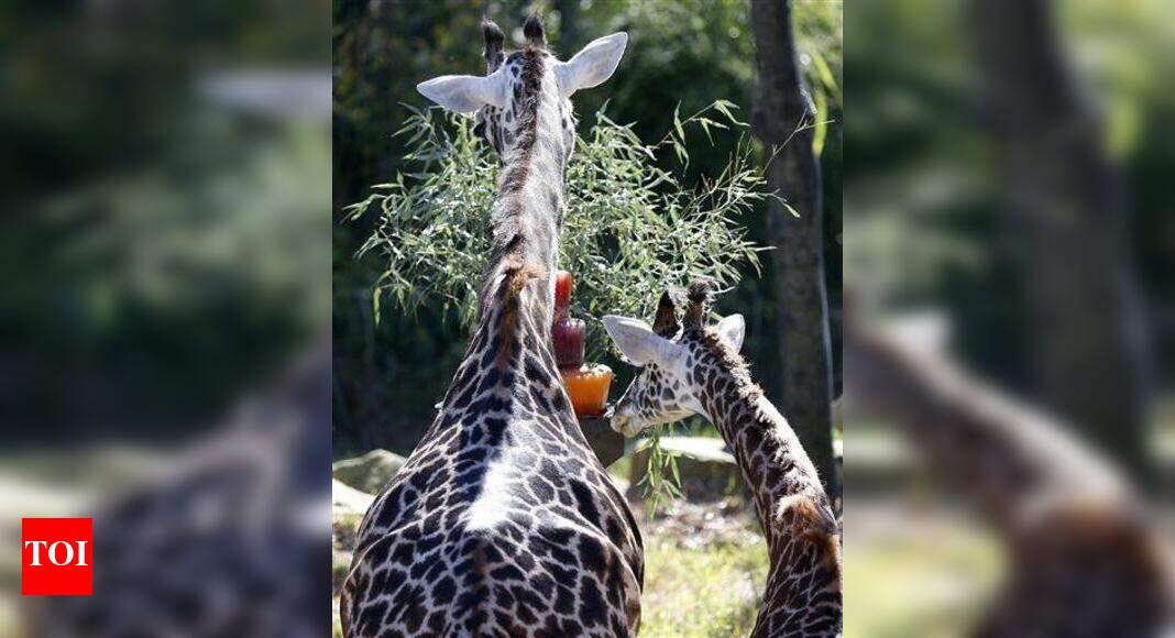 Giraffe dies of broken neck during journey - Times of India