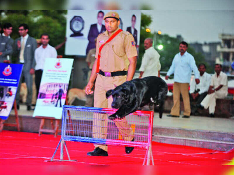 Cute cops? Yes, in the pooch police! - Times of India