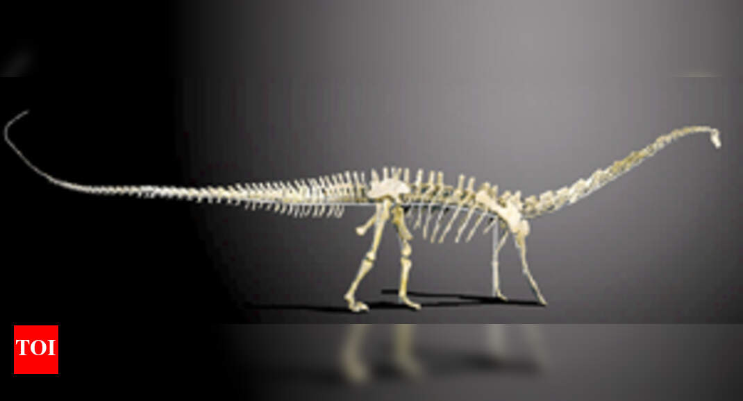 Bees were wiped out with dinosaurs 65 million years ago - Times of India