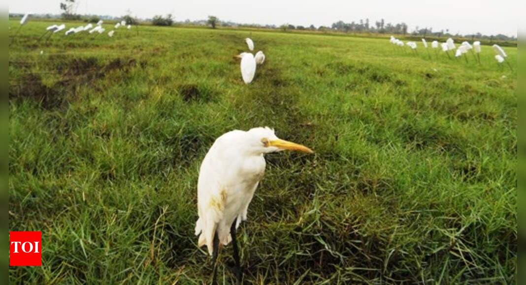 Poaching of migratory birds rampant along TN, Puducherry coastal ...