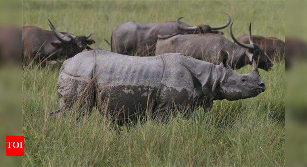 World Heritage Site: Kaziranga rhino killed again, horn chopped off ...