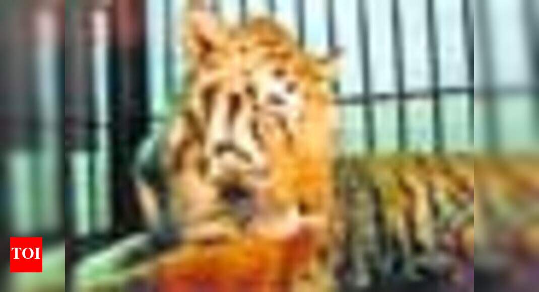 Injured Bengal tiger recovers - Times of India