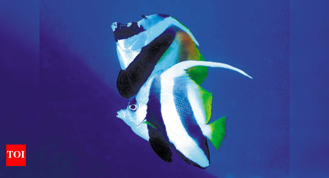 Glowing Fishes: 180 species of fish that glow in dark discovered in ...
