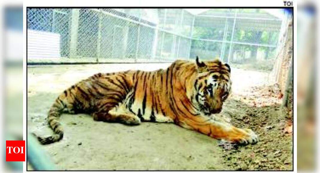 Country's oldest Royal Bengal tiger dies at 26 - Times of India