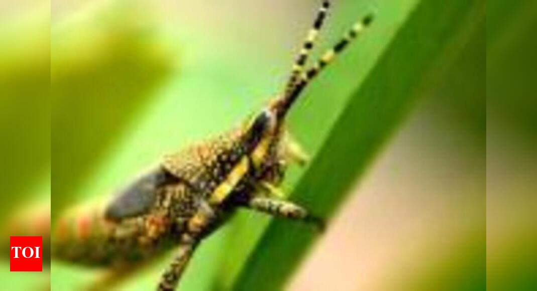 Chinese scientists decode locust's genome - Times of India