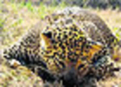 Leopard found dead in Bor Sanctuary - Times of India