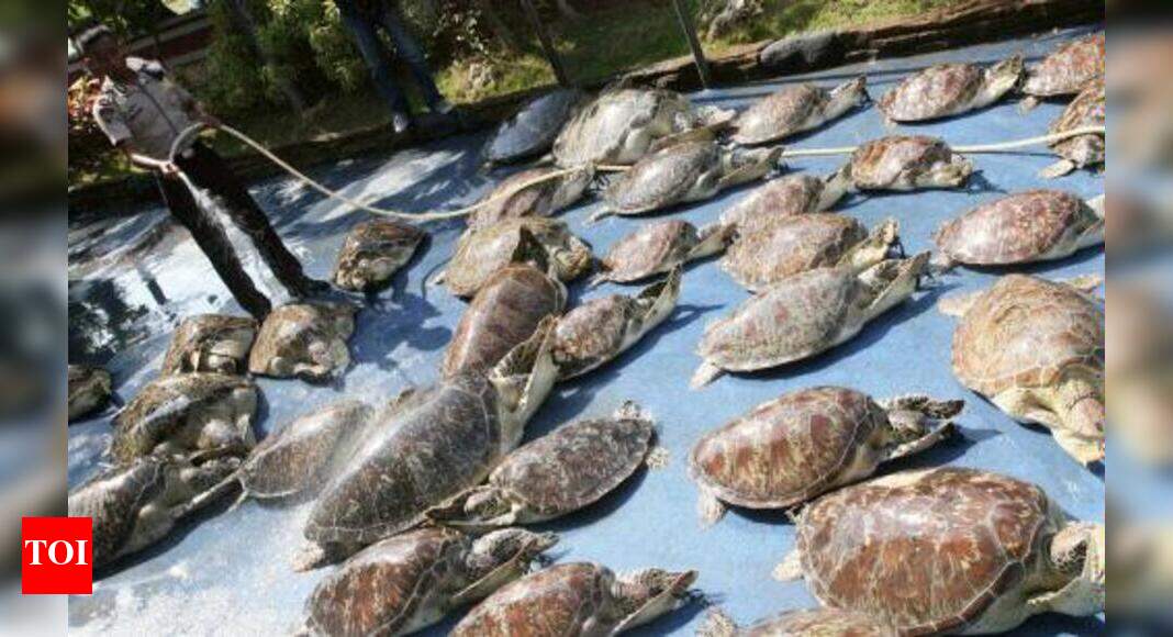 1,122 dead turtles washed ashore in Tamil Nadu, Andhra Pradesh in ...