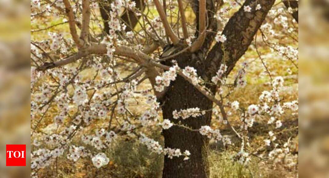 The Almond Tree: In search of peace - Times of India