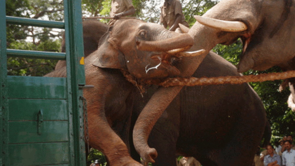 Elephant attacks in India | The Times of India